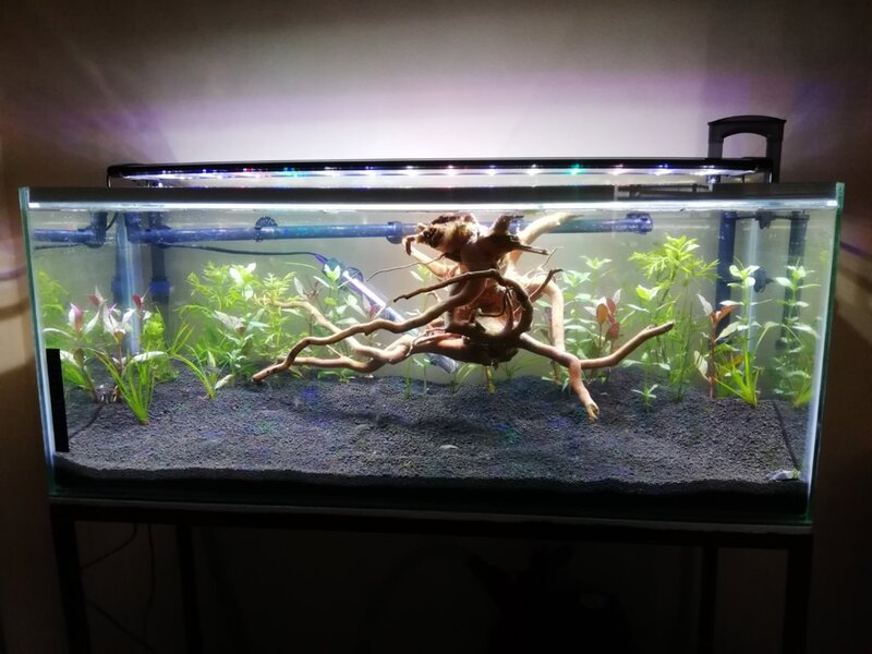My 3 foot community tank | Tropical Aquariums SA