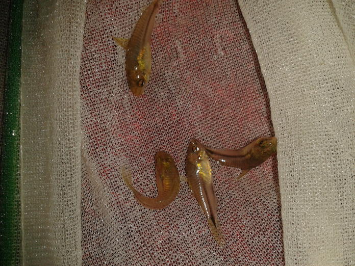 Pygmy Corydora (Corydoras pygmaeus) ? | Tropical Aquariums SA