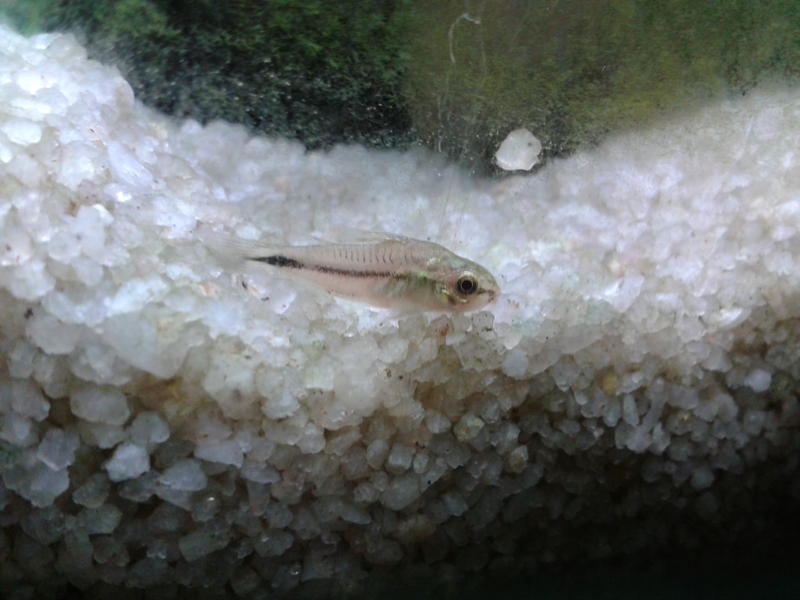 Pygmy Corydora (Corydoras pygmaeus) ? | Tropical Aquariums SA