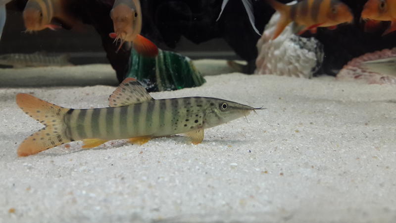 [FS]: Frontosa, clown loaches ,Royal botia loaches, southern suburbs ...