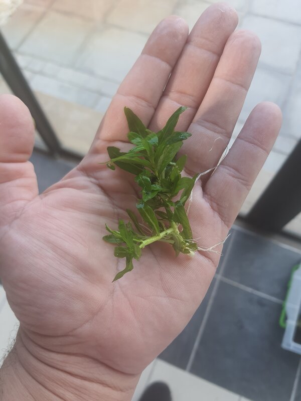 For Sale: - Limnophila Aromatica, Tonina Belem and Staurogyne Repens ...