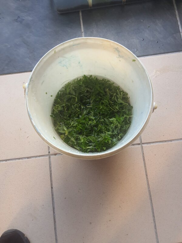 For Sale: - Limnophila Aromatica, Tonina Belem and Staurogyne Repens ...