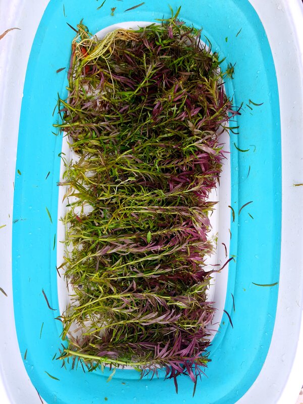 For Sale: - Limnophila Aromatica, Tonina Belem and Staurogyne Repens ...