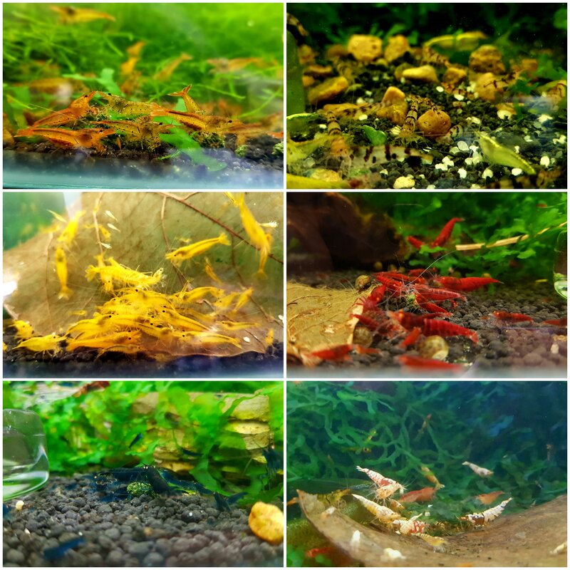For Sale: - Shrimps | Tropical Aquariums SA