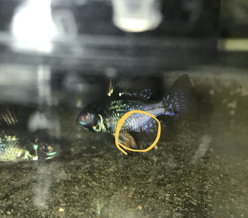 German blue ram parasite? | Tropical Aquariums SA