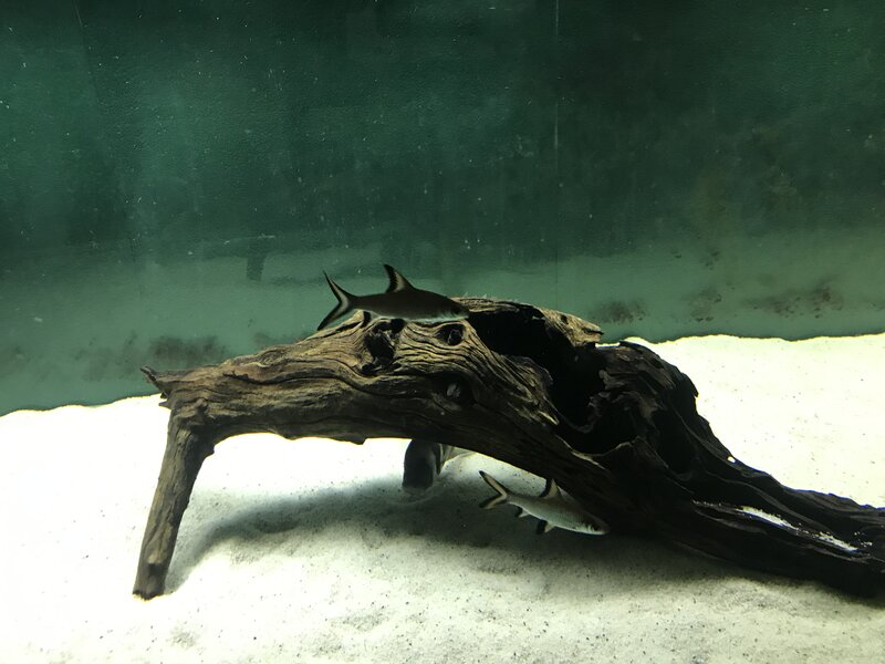 Ray tank update | Tropical Aquariums SA