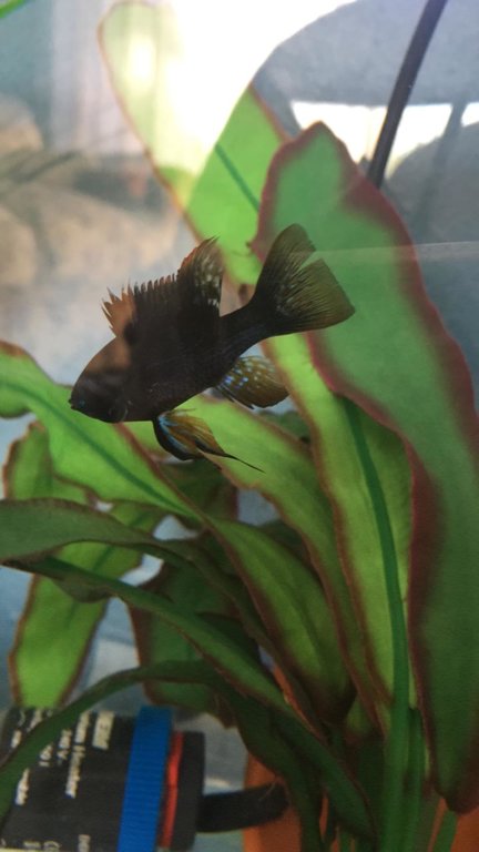 For Sale: - Dark Knight Ram | Tropical Aquariums SA