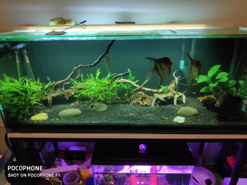 For Sale: - 4Ft Tank and stand | Tropical Aquariums SA