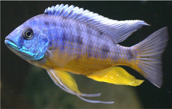 All About Malawi Cichlids | Tropical Aquariums SA