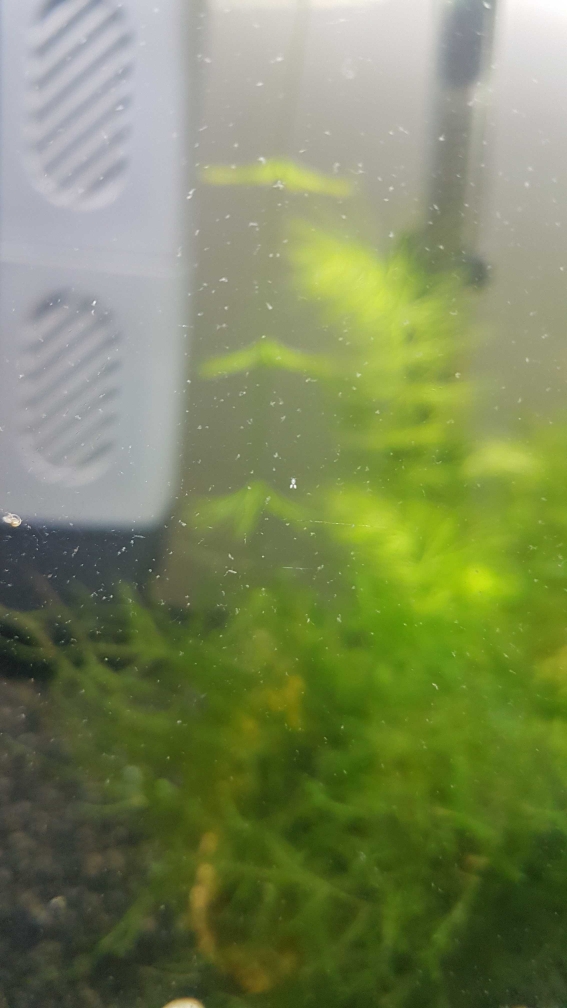 Water fleas, springtails or something else? | Tropical Aquariums SA